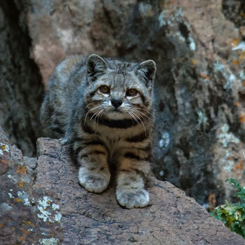Logramos nuevos registros en Mendoza del gato andino, el felino más ...