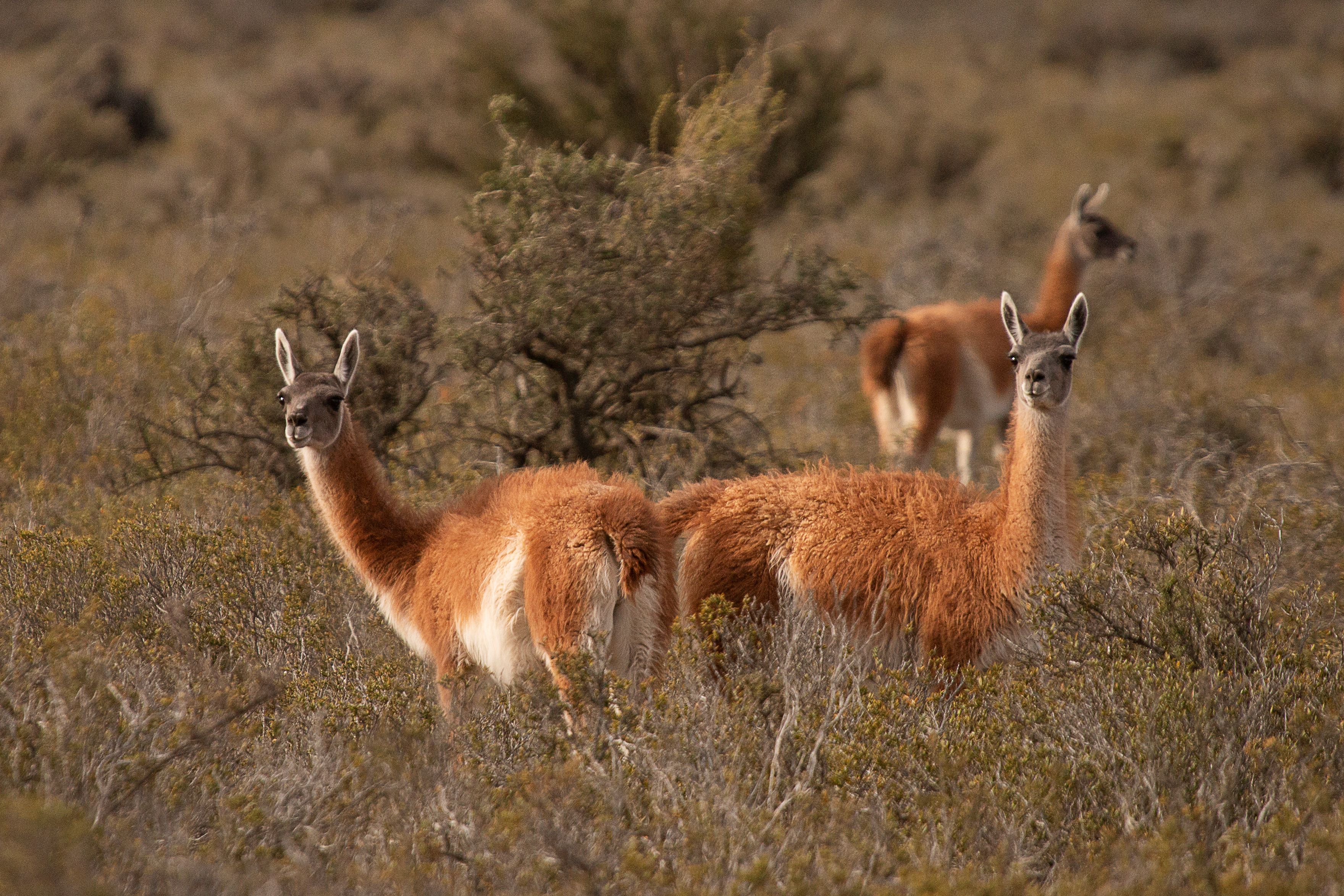 Realizamos una esquila de guanacos en silvestría para promover la ...